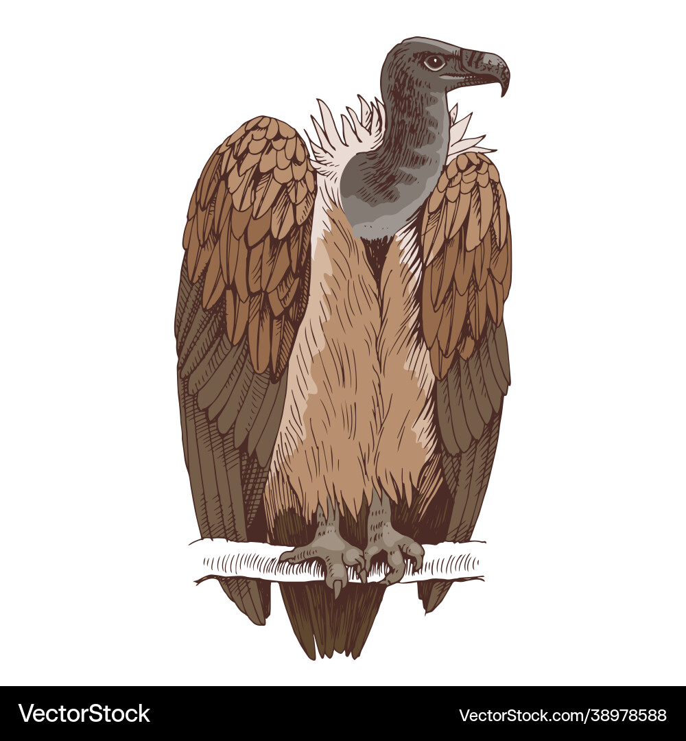 Griffon vulture on a white background Royalty Free Vector
