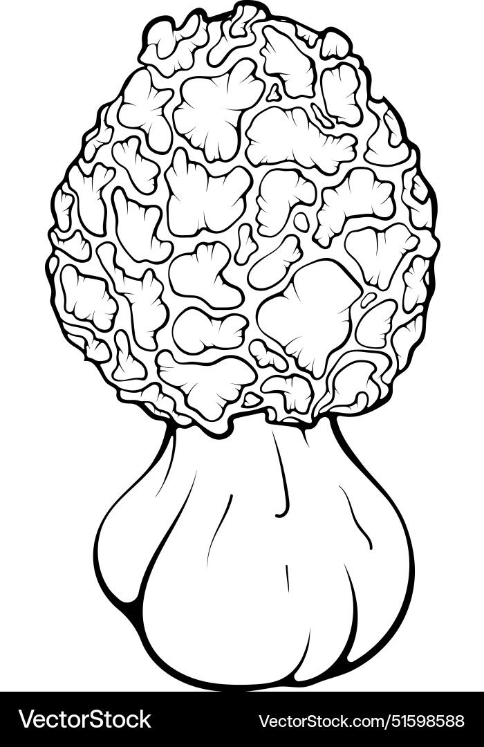 Morel mushroom line art Royalty Free Vector Image