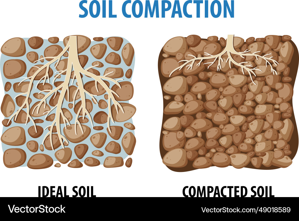 Comparison of soil compaction density in science Vector Image