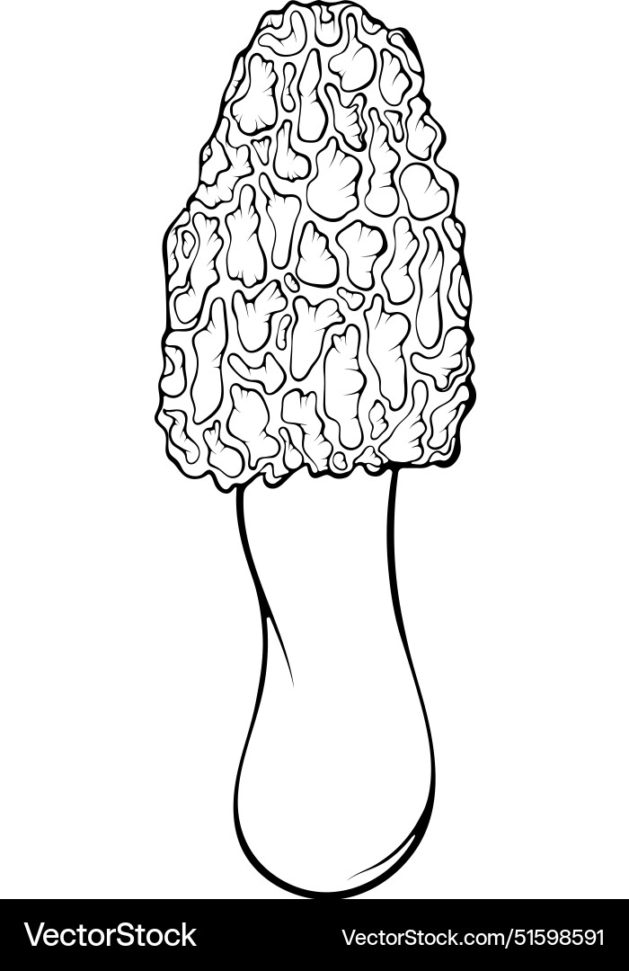Morel mushroom line art Royalty Free Vector Image