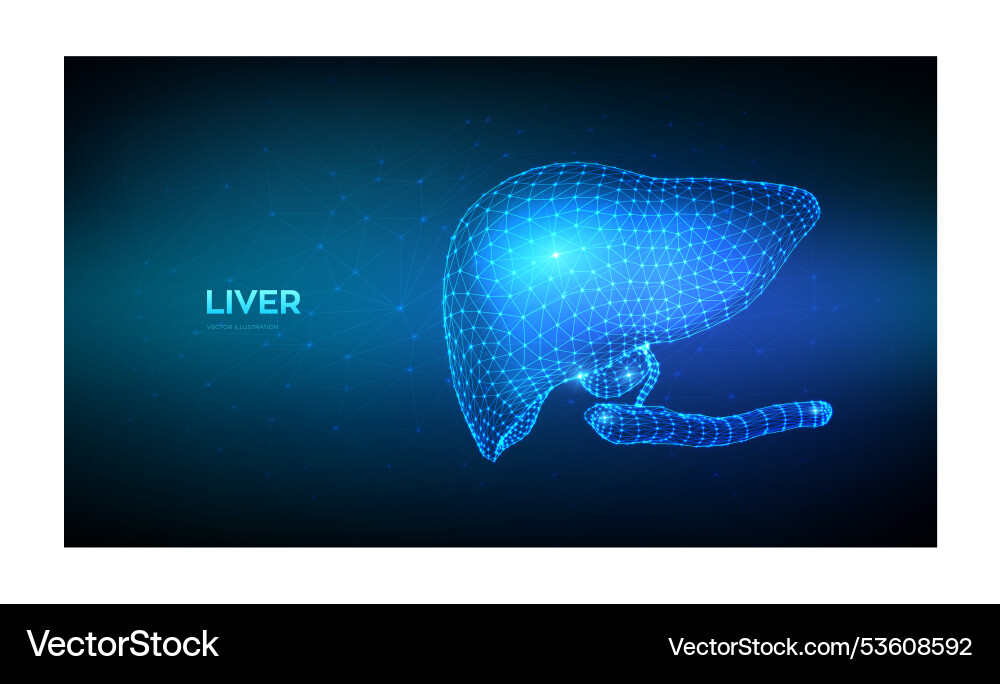 Liver human with gallbladder and pancreas Vector Image