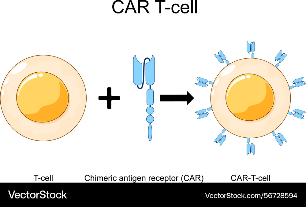 CAR-T Cell Therapy Explained – Royalty-Free Vector | VectorStock