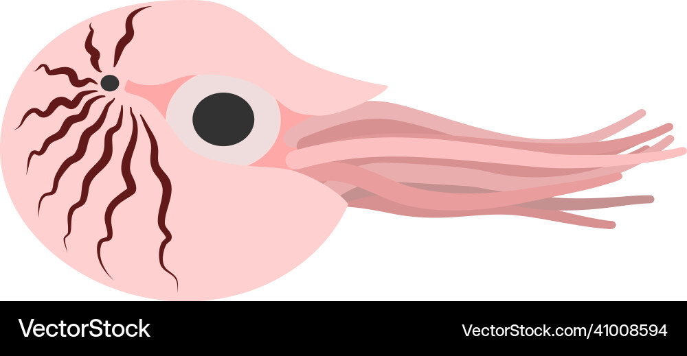 Nautilus flat icon Royalty Free Vector Image - VectorStock