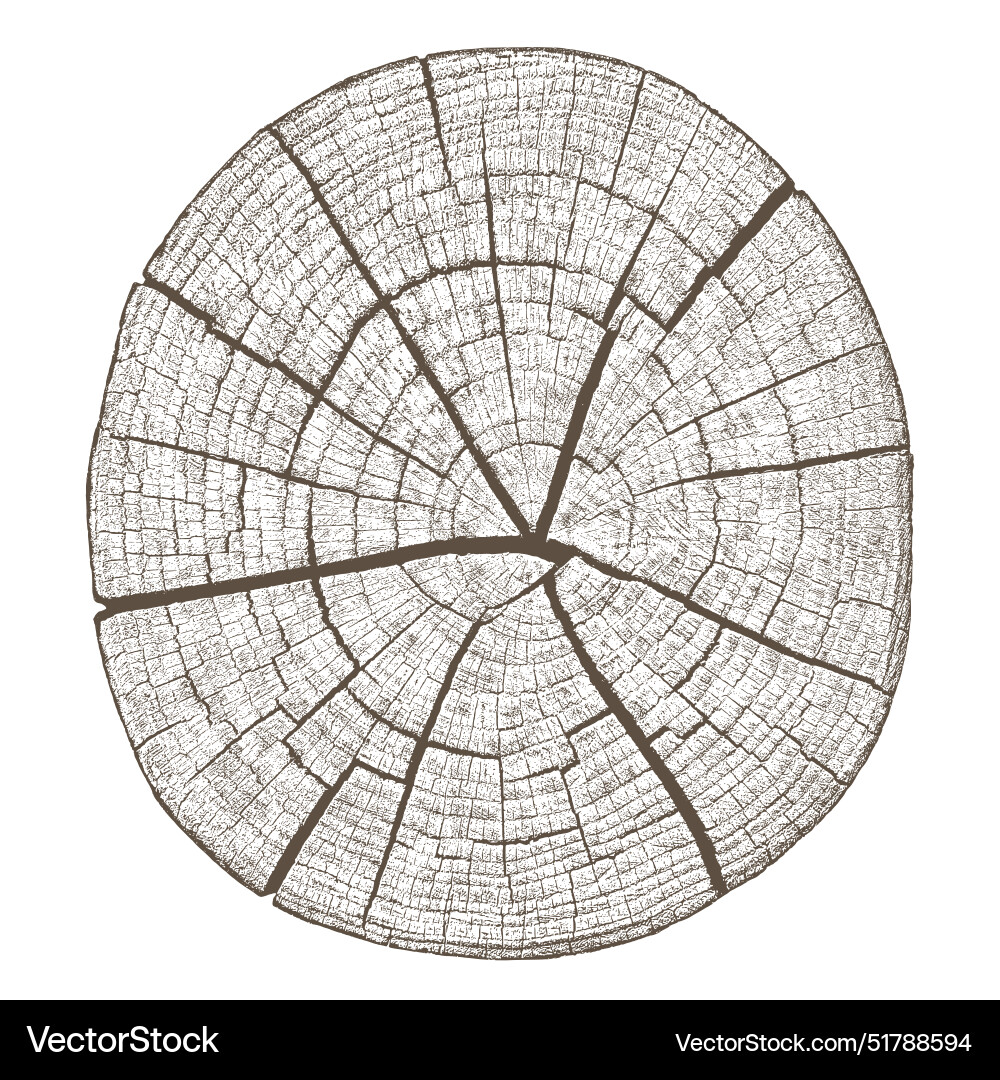 Wood texture cross section of tree rings Vector Image