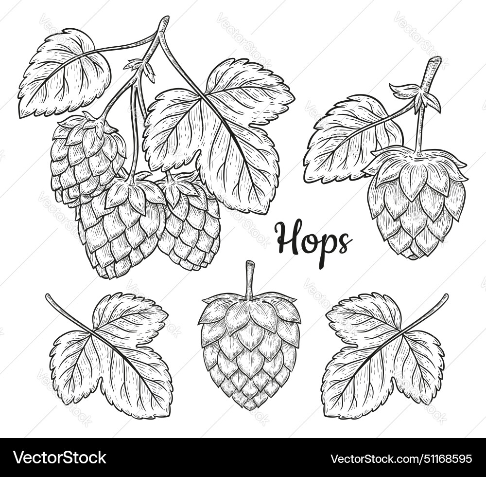 Hops beer plant humulus lupulus herb branch sketch