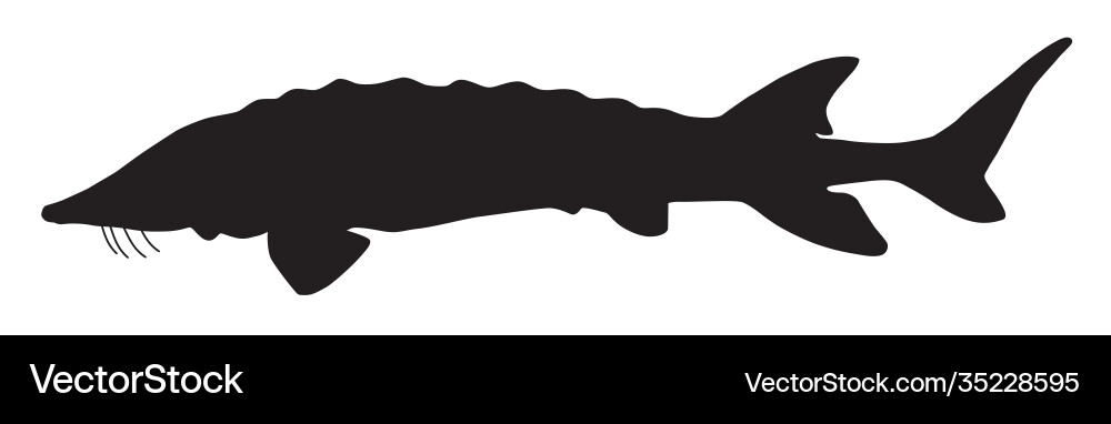 Silhouette a sturgeon fish Royalty Free Vector Image