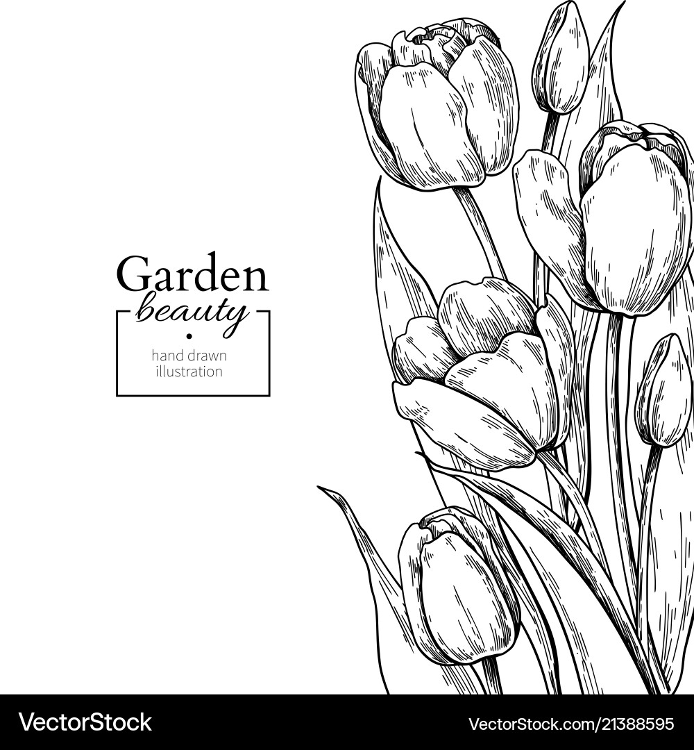 Tulip Line Drawing Vector Images (over 5,100)