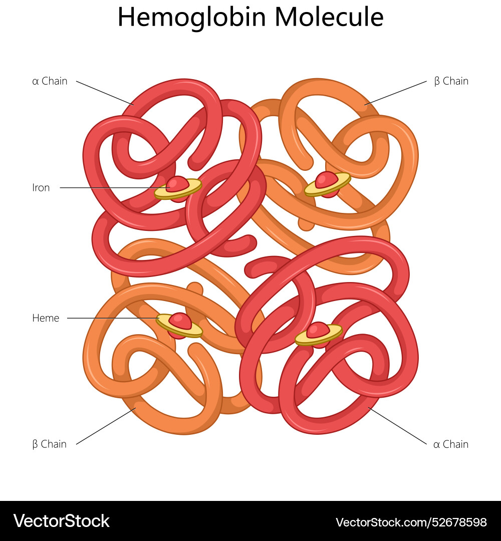 Hemoglobin molecule structure diagram science Vector Image