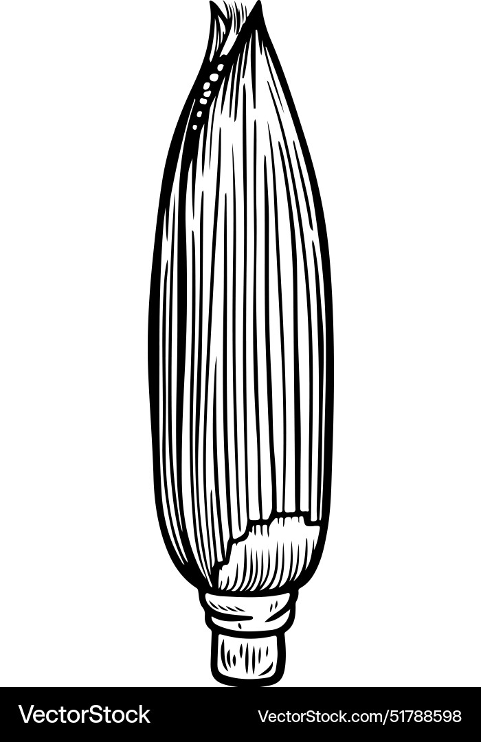 Maize line drawing isolated on white background Vector Image