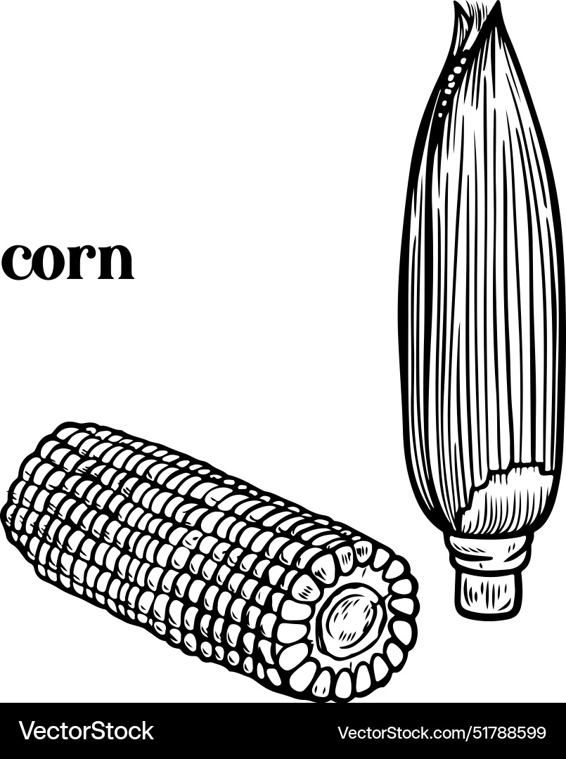 Corn line drawing Royalty Free Vector Image - VectorStock