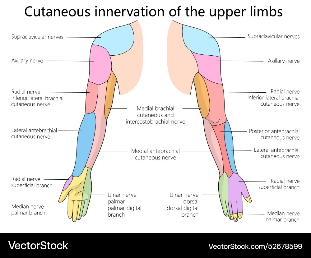 Upper limb cutaneous nerve innervation diagram Vector Image