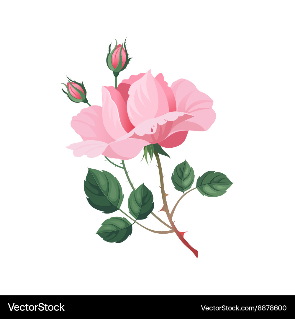 Rose hand drawn realistic Royalty Free Vector Image