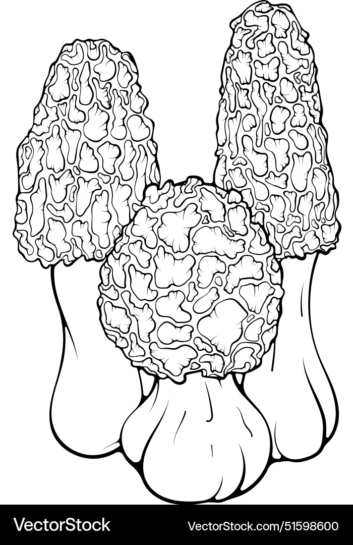 Three morels mushrooms line art Royalty Free Vector Image