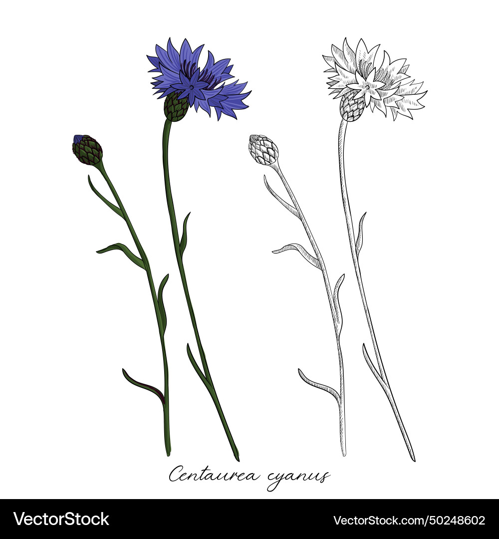 Drawing cornflower flower Royalty Free Vector Image