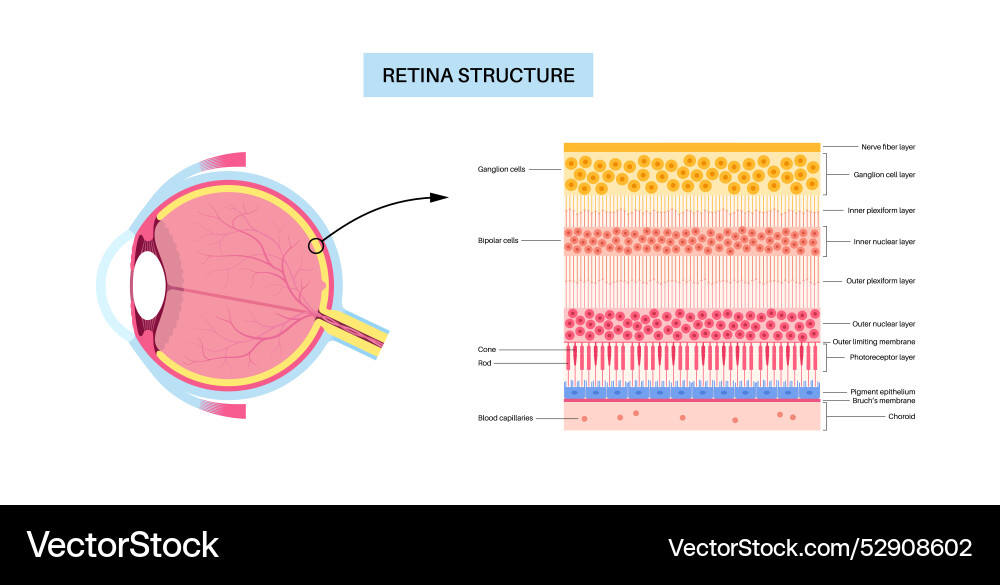 Retina structure poster Royalty Free Vector Image