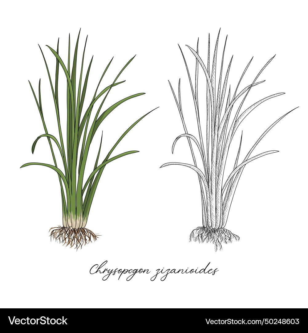 Vetiver Grass Vector Images (19)