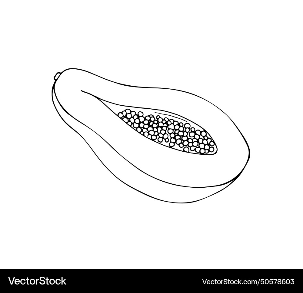 Papaya drawing hand-drawn tropical fruit Vector Image