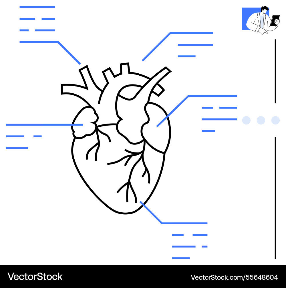 Anatomical heart diagram with informative labels Vector Image