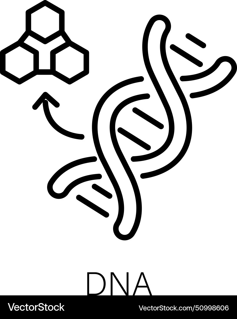 Dna Royalty Free Vector Image - VectorStock