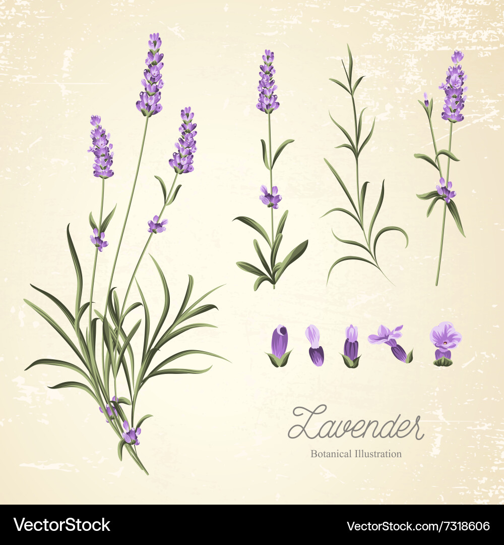 Set of lavender flowers elements Royalty Free Vector Image