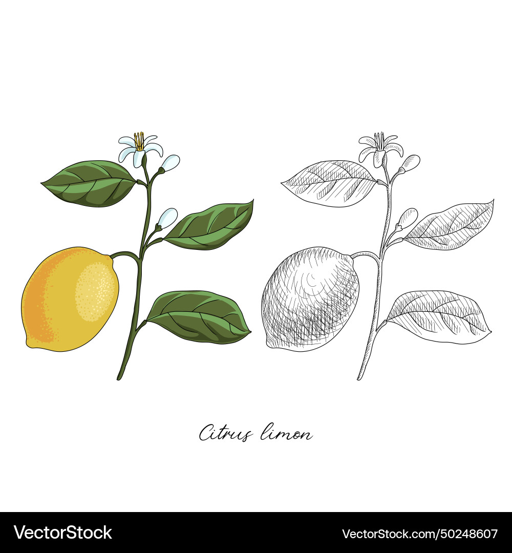 Drawing lemon branch Royalty Free Vector Image