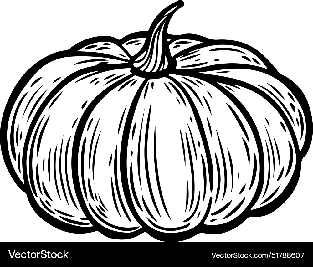 Pumpkin line drawing isolated on white background Vector Image