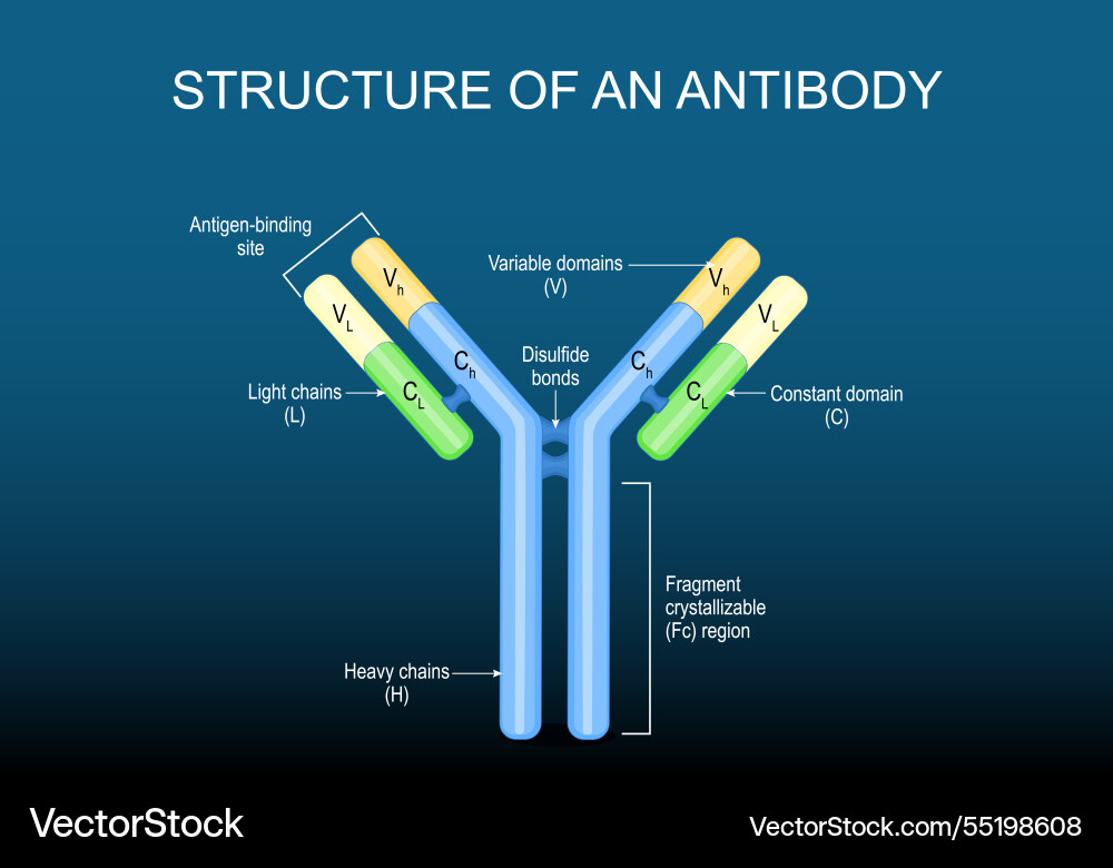Antibody molecule structure Royalty Free Vector Image