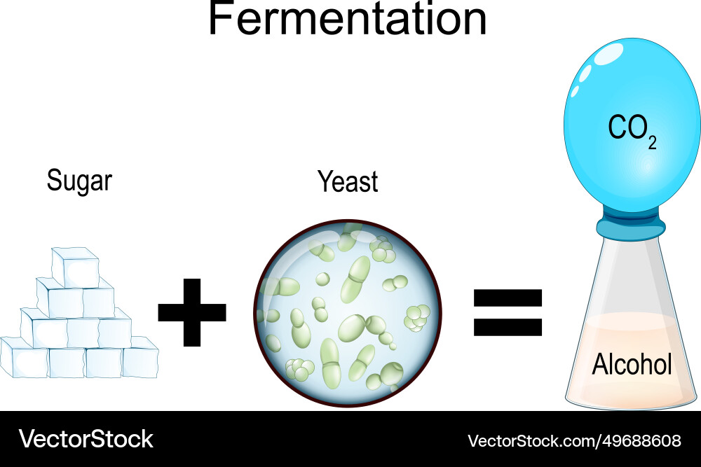 Fermentation metabolic process Royalty Free Vector Image