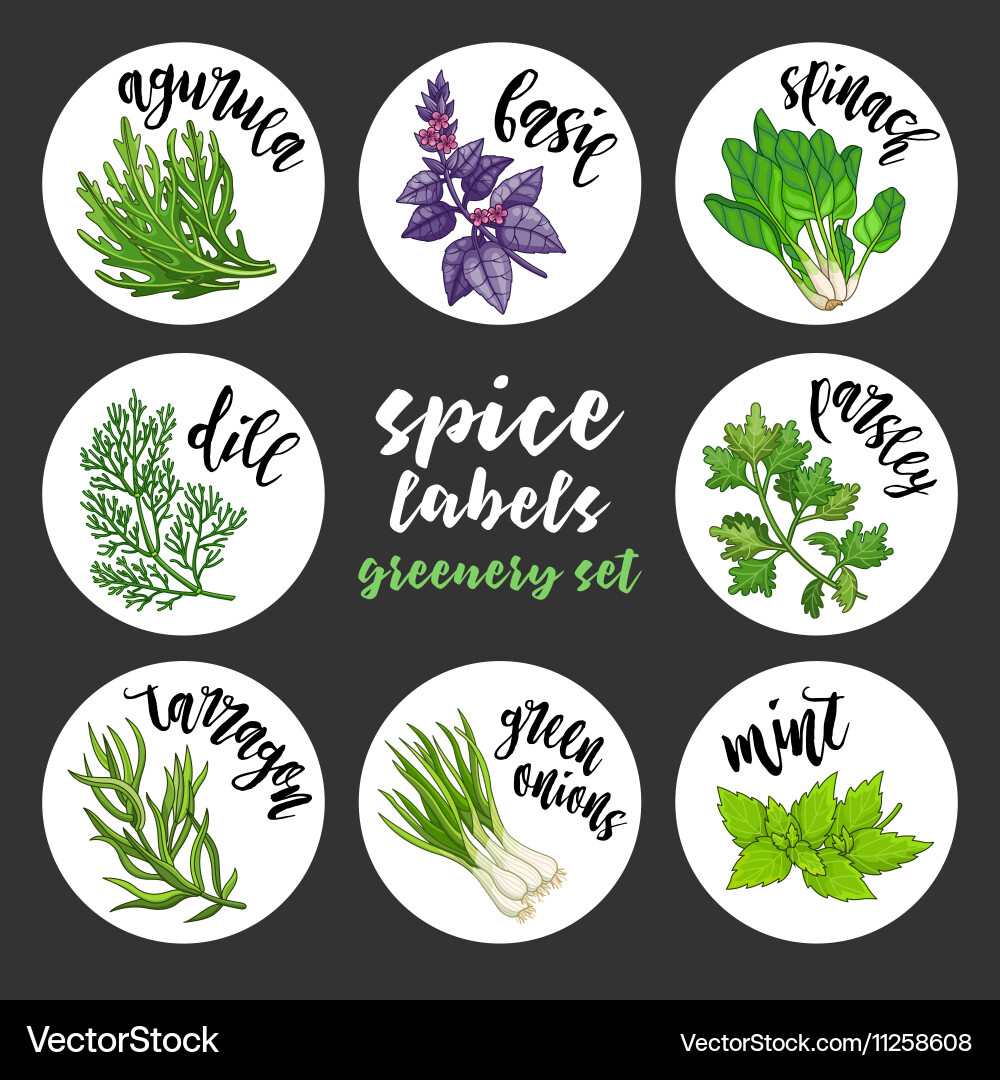 Spices herbs labels colored greenery set Vector Image