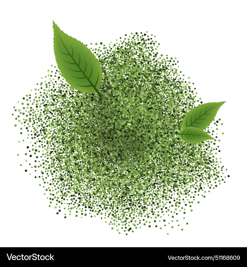 Matcha green tea powder splash with leaves Vector Image