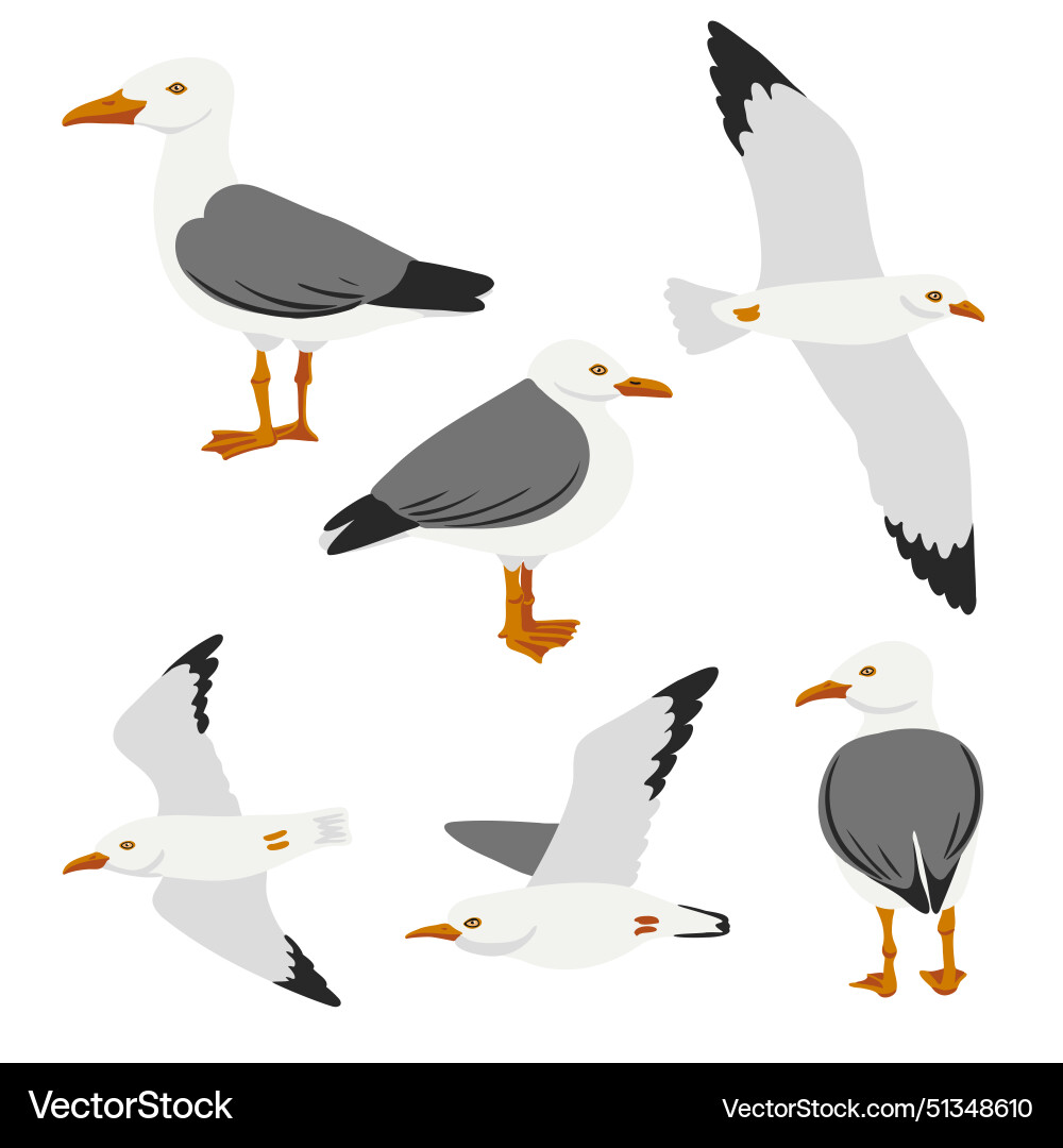 Drawing birds herring gull Royalty Free Vector Image
