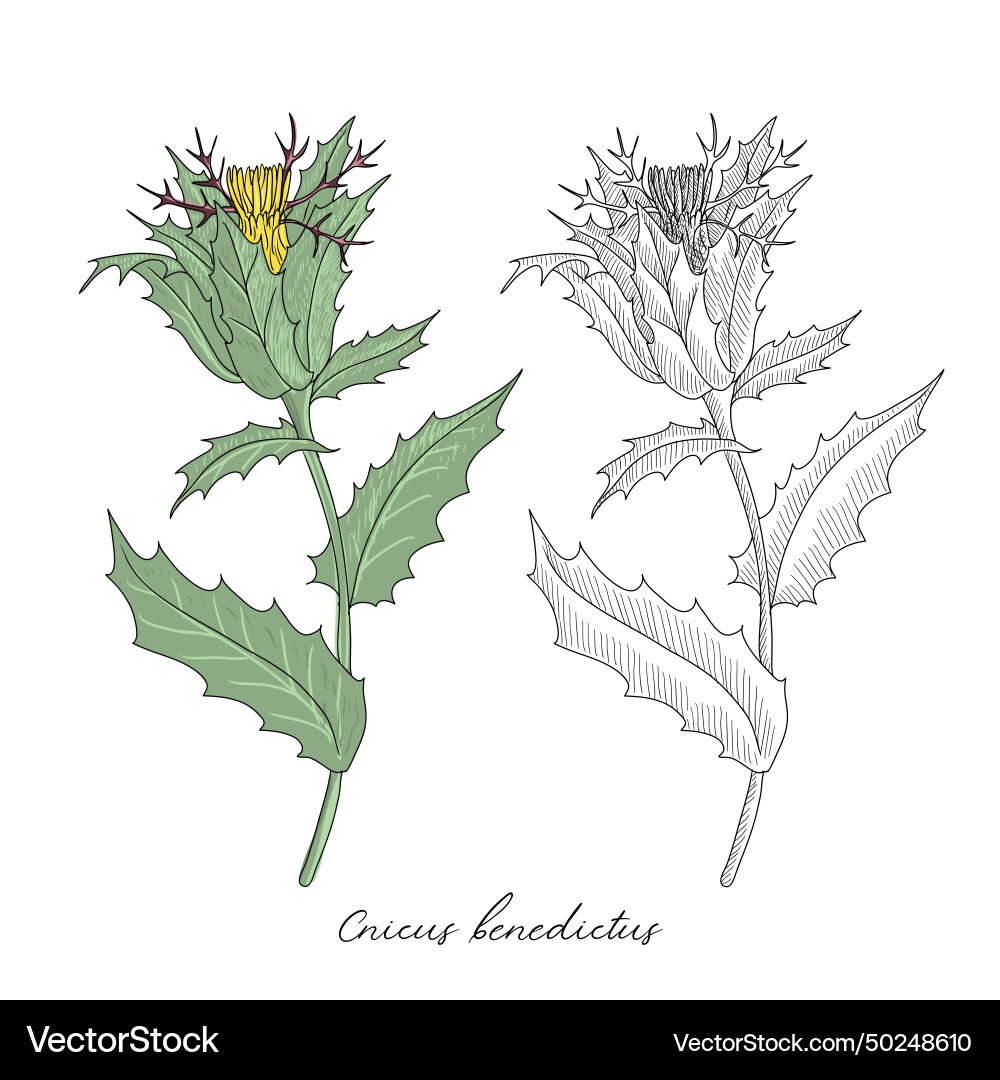 Drawing blessed thistle Royalty Free Vector Image
