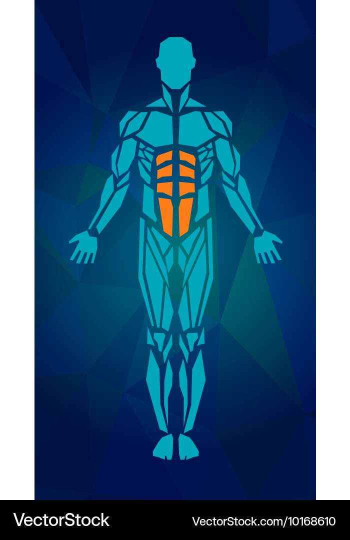 Male Muscular System Anatomy Royalty Free Vector Image