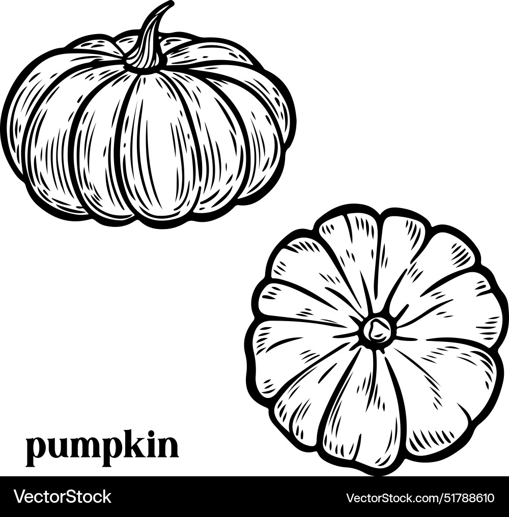 Pumpkin line drawing Royalty Free Vector Image