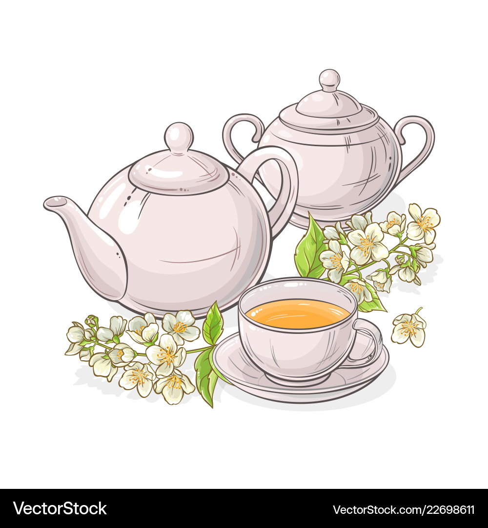 Jasmine tea Royalty Free Vector Image - VectorStock
