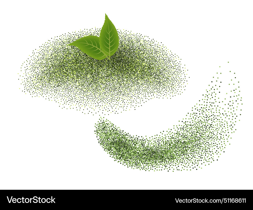 Matcha green tea powder splash with leaves Vector Image