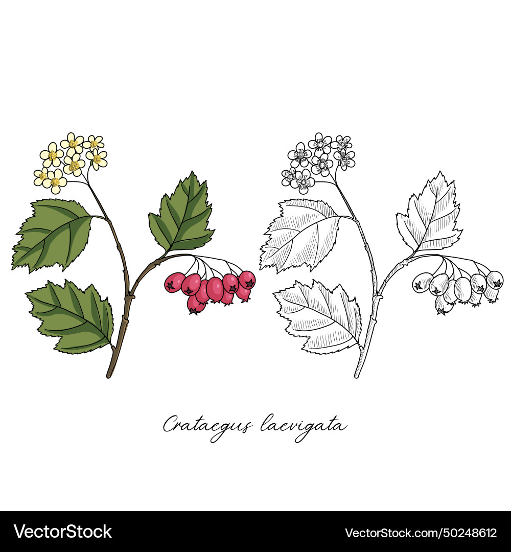 Mayflower Vector Images (over 220)