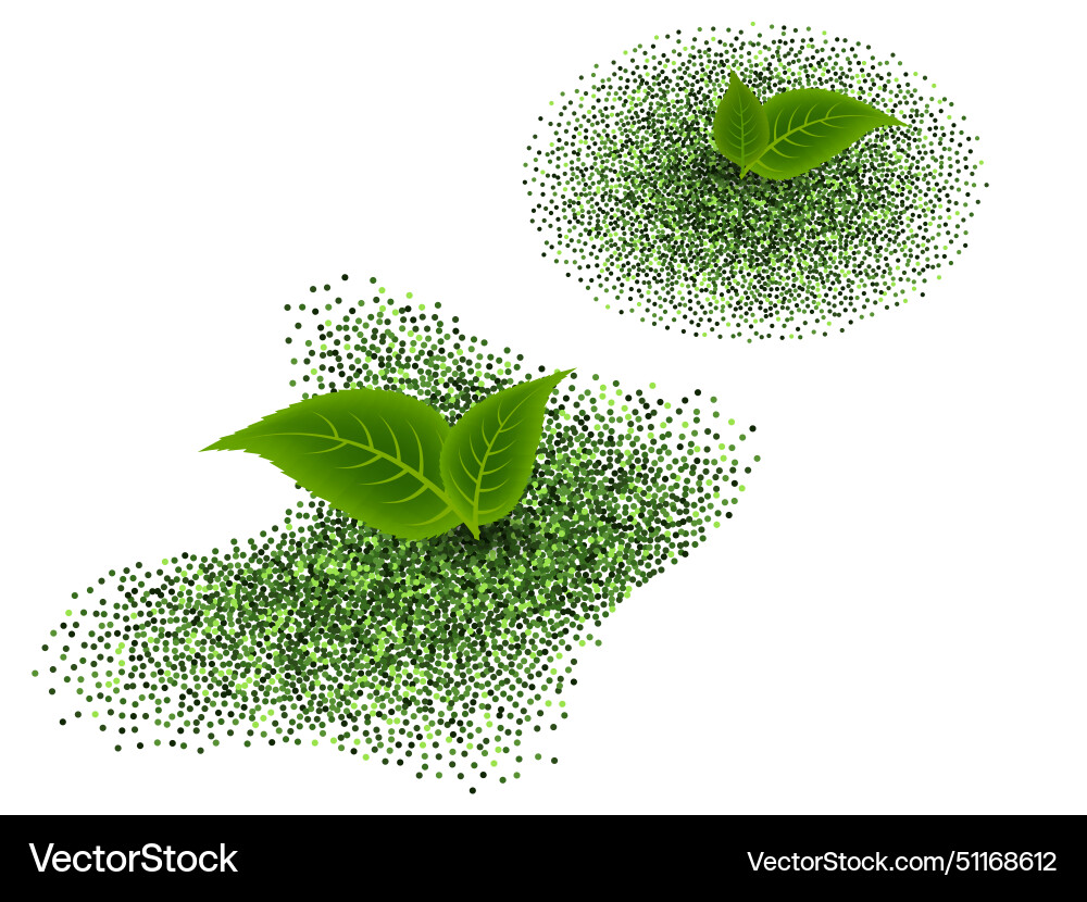 Matcha green tea powder splash with leaves Vector Image