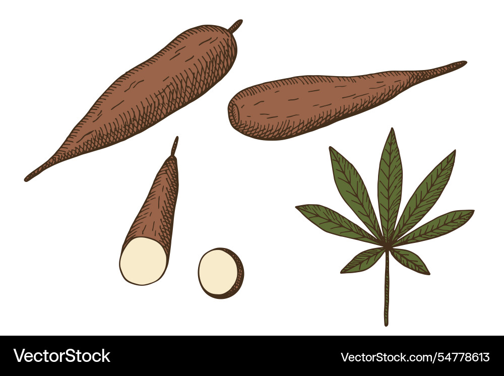 Colored set with cassava vegetable Royalty Free Vector Image