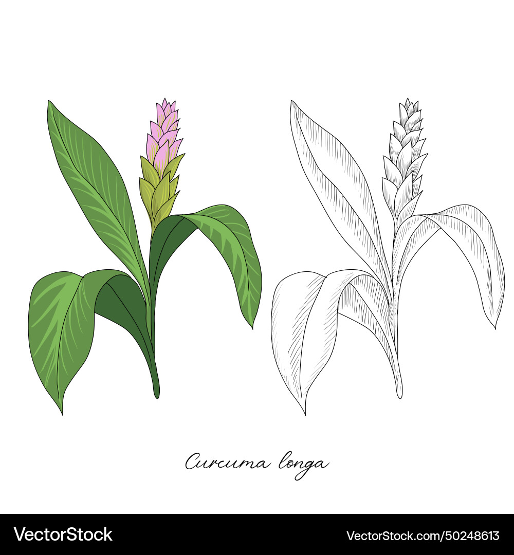 Drawing turmeric plant Royalty Free Vector Image