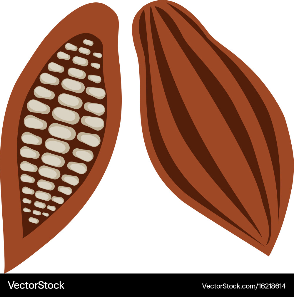 Cocoa beans Royalty Free Vector Image - VectorStock