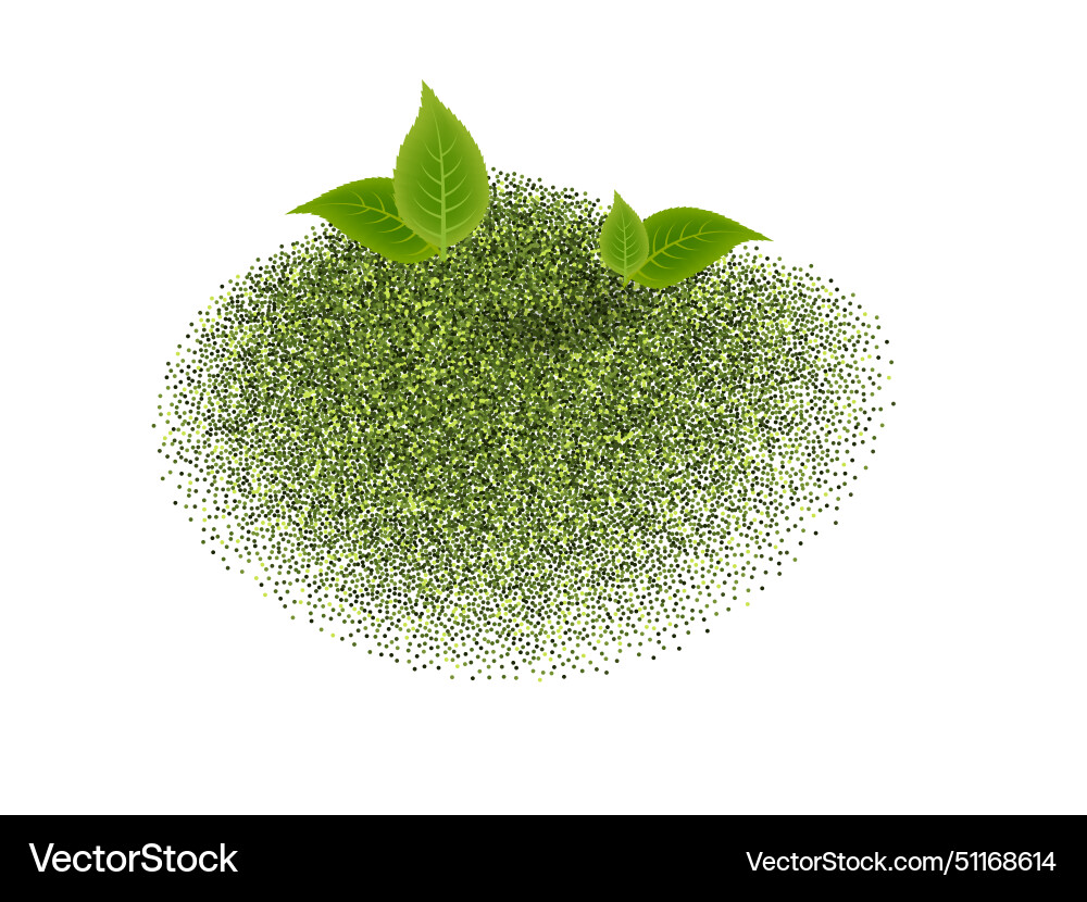 Matcha green tea powder splash Royalty Free Vector Image