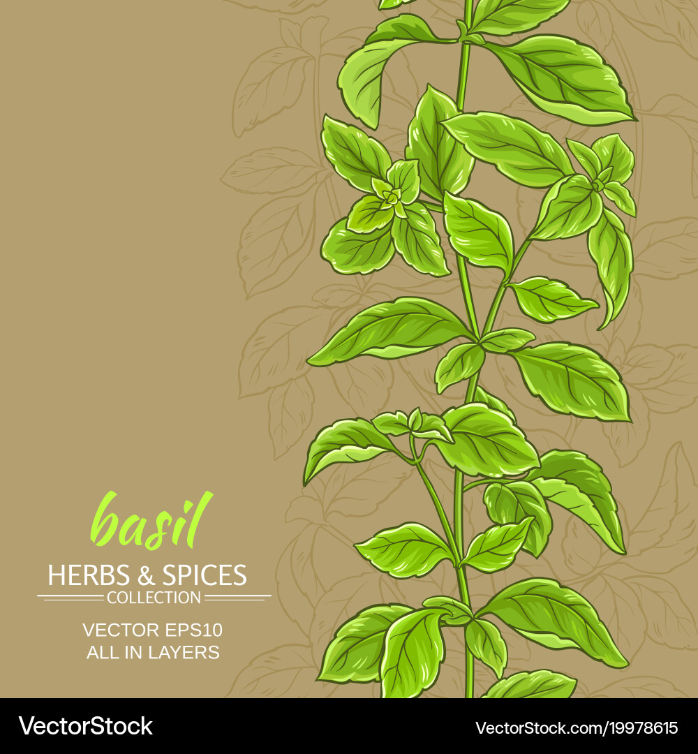 Basil background Royalty Free Vector Image - VectorStock