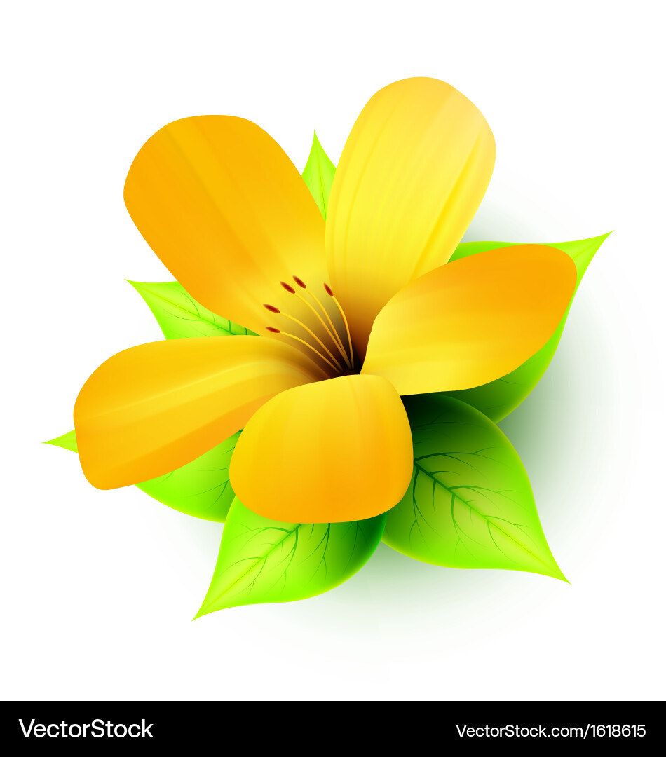 Realistic flower Royalty Free Vector Image - VectorStock