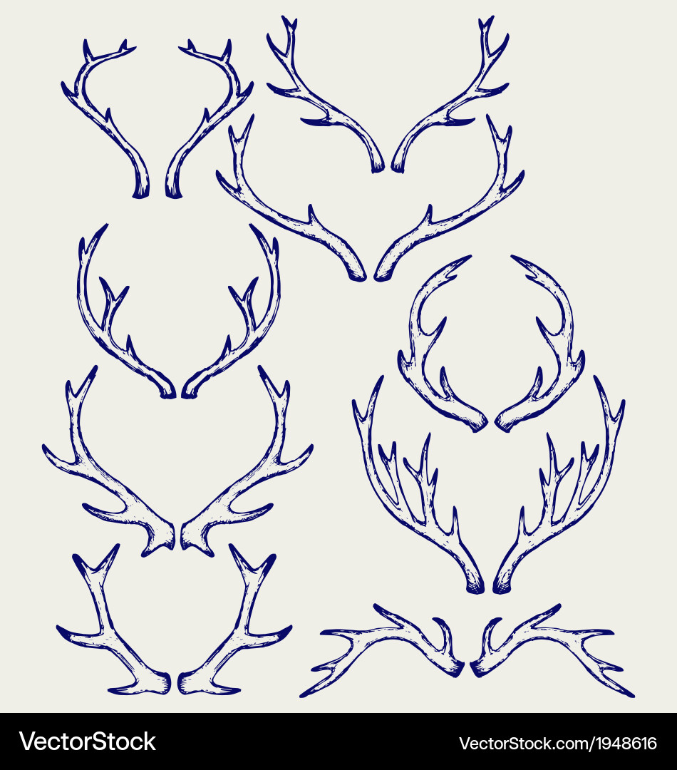 Deer horns Royalty Free Vector Image - VectorStock
