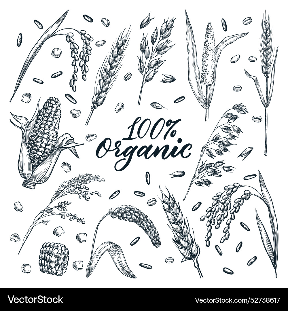 Organic ears grain set on white background Vector Image