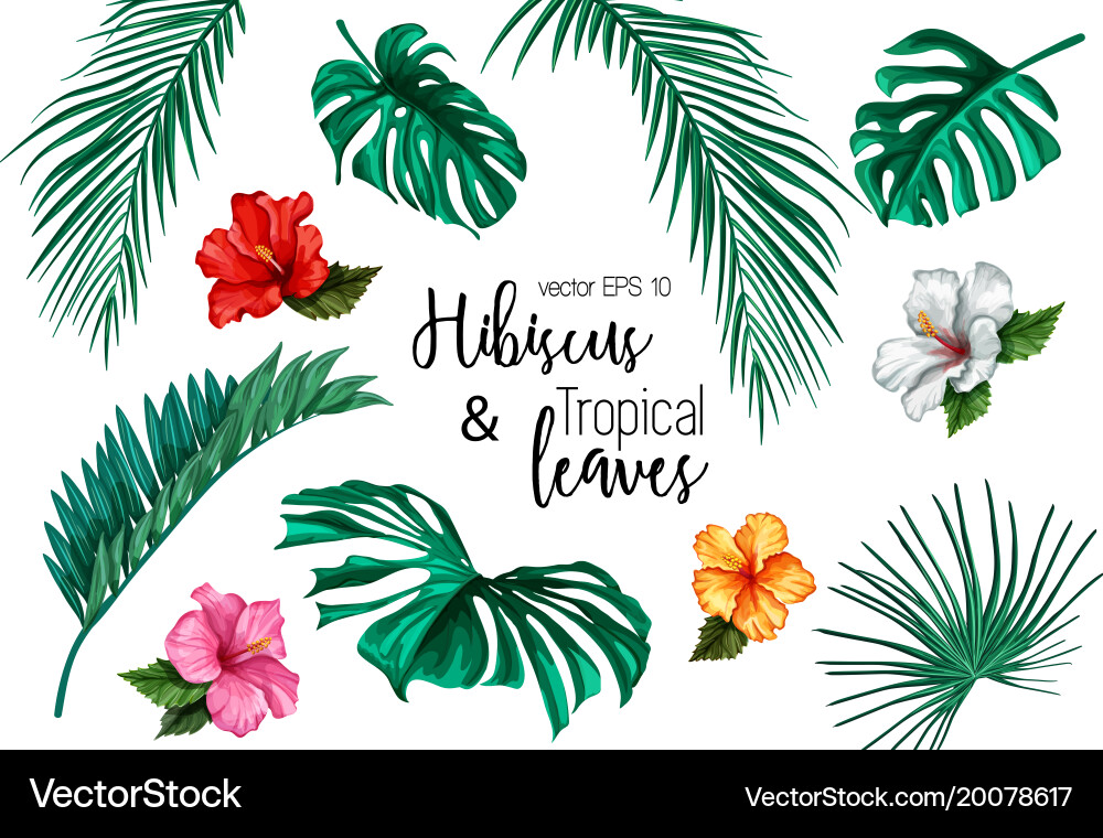 Tropical leaf monstera palm hibiscus set Vector Image