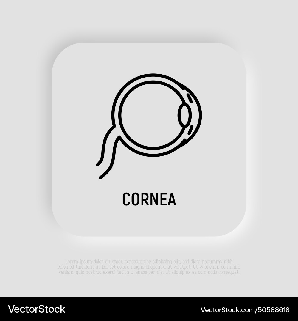 Cornea thin line icon structure of human eye Vector Image