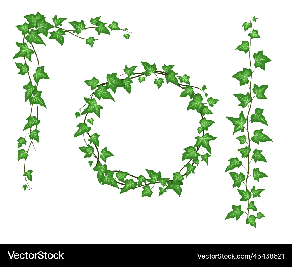 Ivy corner isolated on white background climbing Vector Image