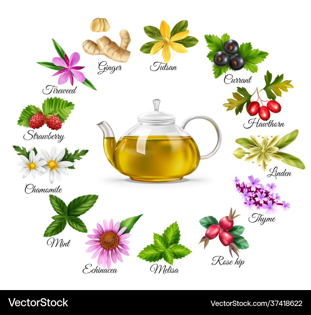 Herbal tea set Royalty Free Vector Image - VectorStock